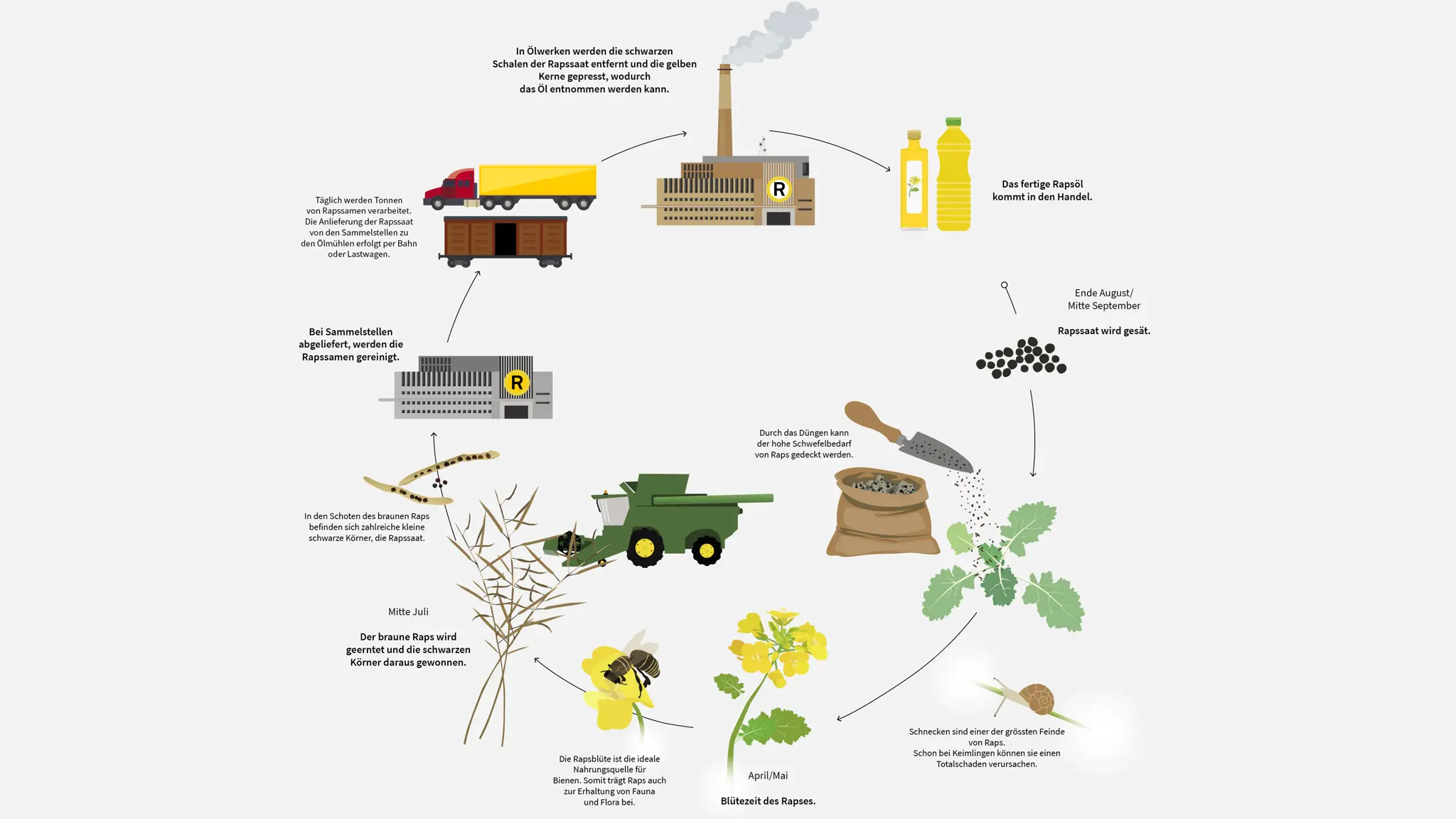 Schweizer Raps: Anbau und Ernte | Schweizer Raps