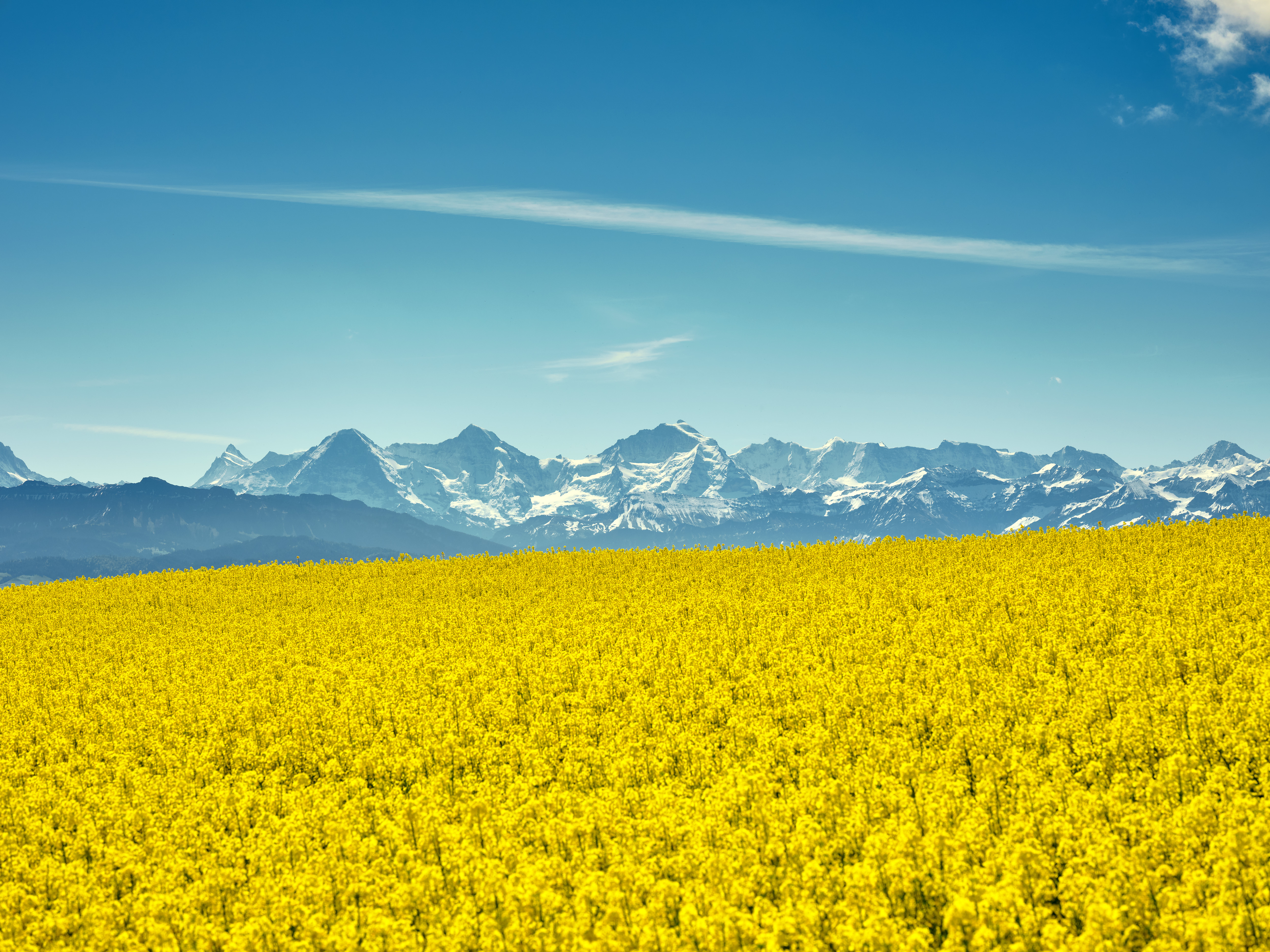 Schweizer Raps: Anbau und Ernte | Schweizer Raps